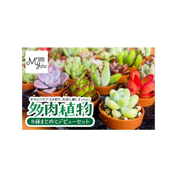■ 容量　多肉植物苗 一寸苗サイズ×8種（管理方法ガイド付）　---------------------------------------------------　【保存方法】　常温　　【原材料名】　多肉植物　　【原材料産地】　鹿屋市　　...