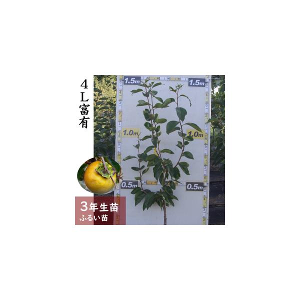 ■ 容量　カキ（甘柿）4L富有[ふるい苗 2023年] 1苗■ 配送について　2025年11月中旬〜2026年3月下旬頃に順次発送予定