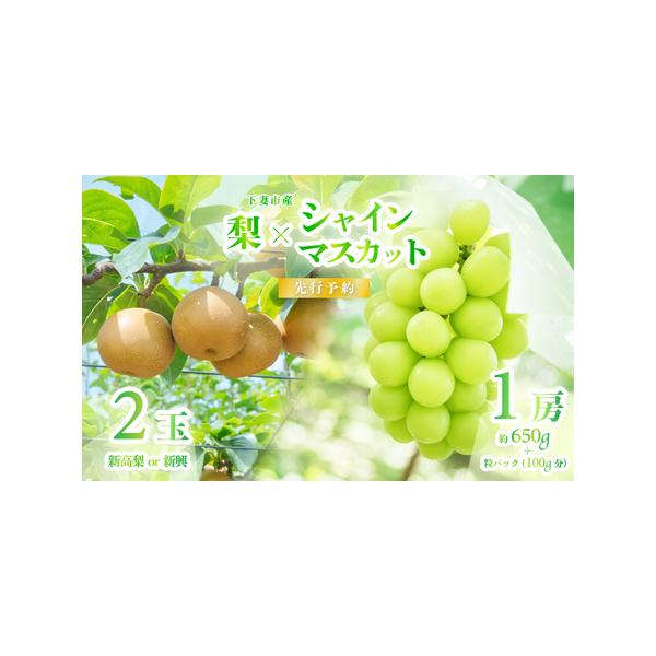 ■ 容量　シャインマスカット1房（約650g）＋ 粒パック（100g分）　梨（新高梨or新興）2玉 ※品種はお選びいただけません。■ 配送について　ご入金確認後、2026年9月中旬〜10月上旬ごろ 順次発送予定　※天候などの影響や育成具合に...