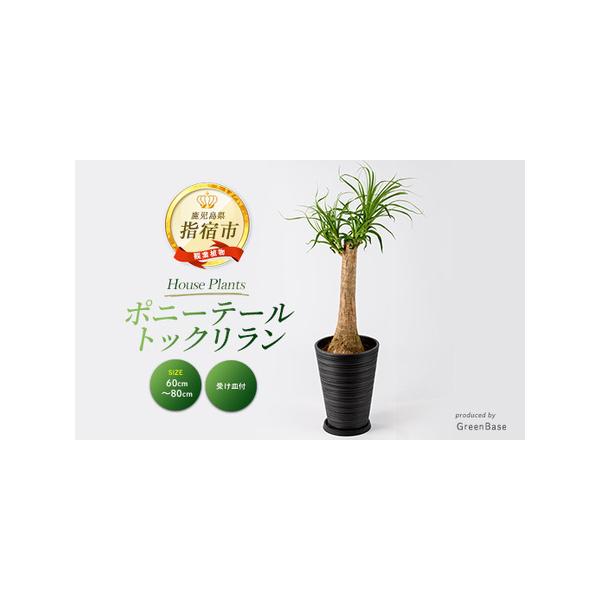 ■ 容量　ポニーテール(トックリラン)：1点　高さ(鉢底から)：60cm〜80cm　生育地:鹿児島県指宿市　　【鉢サイズ】　高さ：27cm　鉢上部の直径：20cm　ブラックシュエット鉢(受け皿付き)■ 配送について　■受付期間：通年申込を受...