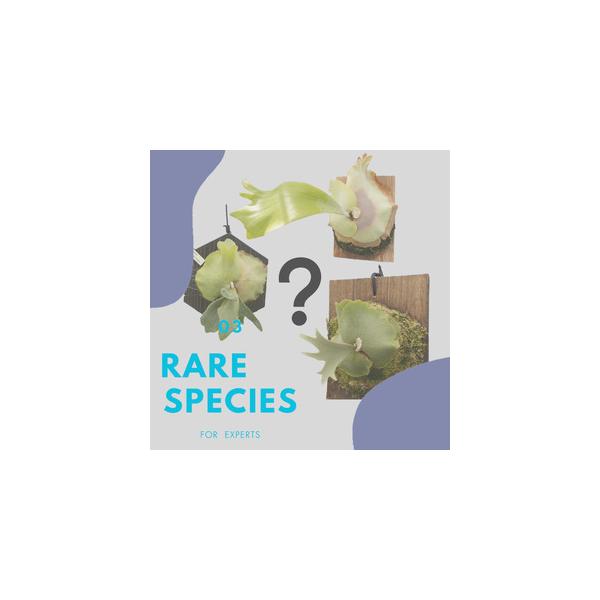 ■ 容量　レア品種 ビカクシダ板付（ランダムセレクト）：1個　H25cm×W25cm×D25cm程度　○限定数：20個■ 配送について　・1月〜9月末までにご注文の場合：同年10月中発送予定　・10月〜12月末までにご注文の場合：翌年3月〜...