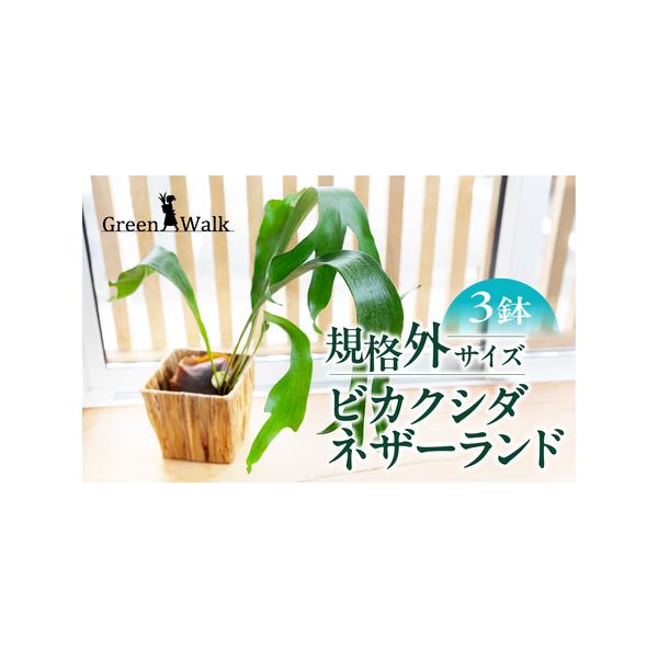 ■ 容量　サイズ： 3寸ポリポット植え（通常よりも大きめの株が入っています。）　状態： 土植え　※通常サイズよりおおぶりで規格外サイズでの出荷となります。■ 配送について　ご入金確認から2週間程度　※以下の期間、地域は発送不可となりますので...