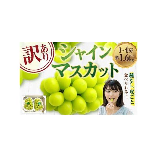 ■ 容量　1〜4房　約1.6kg以上　　※房数のご指定は出来かねます。■ 配送について　2026年9月上旬〜10月下旬迄発送予定　※天候や発送状況により多少前後する場合がございますので、予めご了承ください。　タイプ：【冷蔵】