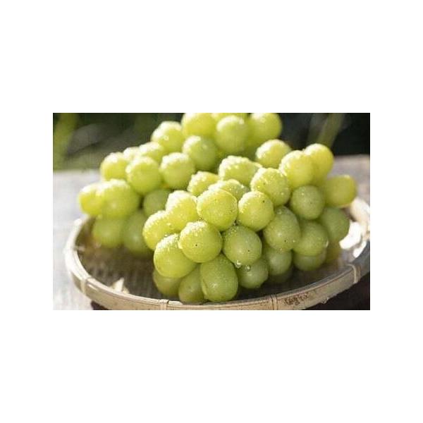 ■ 容量　約1kg■ 配送について　2026年9月下旬〜11月中旬にかけて順次発送予定　※沖縄・離島への配送はできません。　※青果物のため、生育の状況などにより発送が前後する場合がございます。予めご了承ください。　※お届けの日付・曜日指定は...