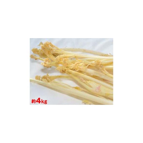 ■ 容量　約4kg　　【数量限定】　光に当てると硬くなってしまうので、新聞紙に包んで冷暗所で保存してください。■ 配送について　寄附確認後、2026年1月下旬〜4月上旬に順次発送予定　タイプ：【冷蔵】