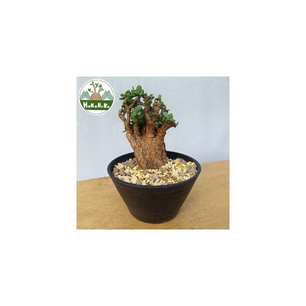 ■ 容量　■名称：ケラリア・ピグマエア (発根管理済)　　■内容量：1鉢　　■サイズ　- 樹の高さ：約23cm　- 幹幅：約6cm　- 鉢(直径)：約18cm■ 配送について　決済完了後、1週間から2週間程度で発送。　　※年末年始・ゴールデ...