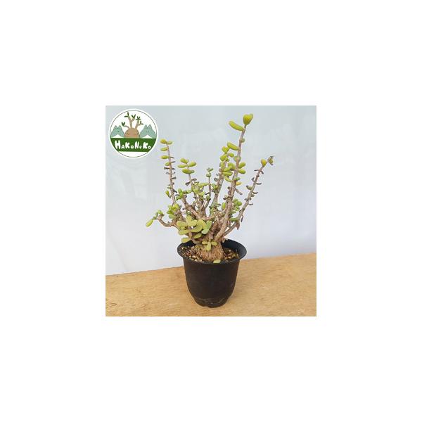 ■ 容量　■名称：ケラリア・ピグマエア (発根管理済)　　■内容量：1鉢　　■サイズ　- 樹の高さ：約30cm　- 幹幅：約5cm　- 鉢(直径)：約12cm■ 配送について　決済完了後、1週間から2週間程度で発送。　　※年末年始・ゴールデ...