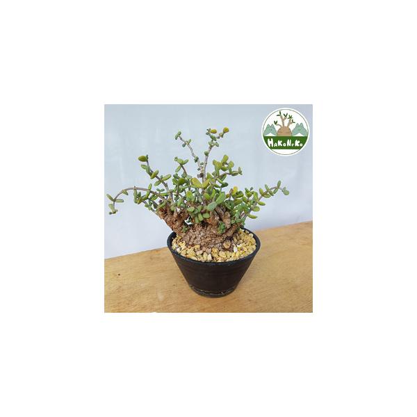 ■ 容量　■名称：ケラリア・ピグマエア (発根管理済)　　■内容量：1鉢　　■サイズ　- 樹の高さ：約27cm　- 幹幅：約15cm　- 鉢(直径)：約18cm■ 配送について　決済完了後、1週間から2週間程度で発送。　　※年末年始・ゴール...