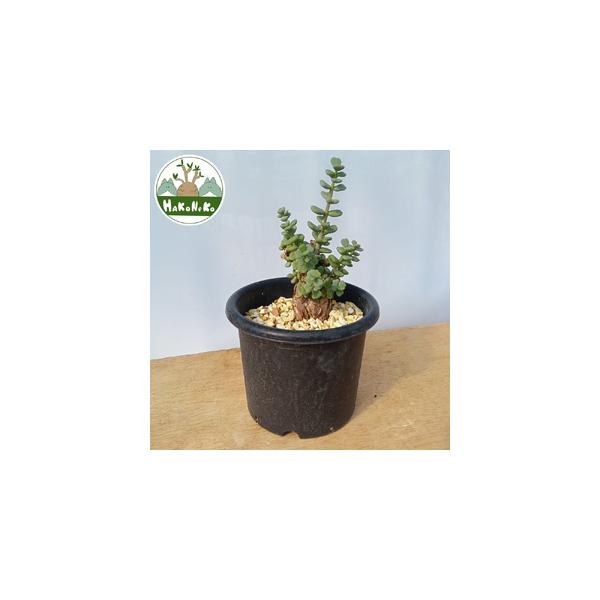 ■ 容量　■名称：ケラリア・ピグマエア (発根管理済)　　■内容量：1鉢　　■サイズ　- 樹の高さ：約23cm　- 幹幅：約4cm　- 鉢(直径)：約15cm■ 配送について　決済完了後、1週間から2週間程度で発送。　　※年末年始・ゴールデ...