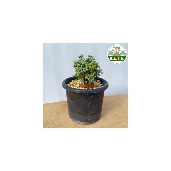 ■ 容量　■名称：ケラリア・ピグマエア (発根管理済)　　■内容量：1鉢　　■サイズ　- 樹の高さ：約21cm　- 幹幅：約4.5cm　- 鉢(直径)：約15cm■ 配送について　決済完了後、1週間から2週間程度で発送。　　※年末年始・ゴー...