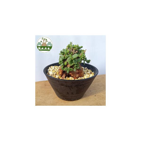 ■ 容量　■名称：ケラリア・ピグマエア (発根管理済)　　■内容量：1鉢　　■サイズ　- 樹の高さ：約17cm　- 幹幅：約8cm　- 鉢(直径)：約18cm■ 配送について　決済完了後、1週間から2週間程度で発送。　　※年末年始・ゴールデ...