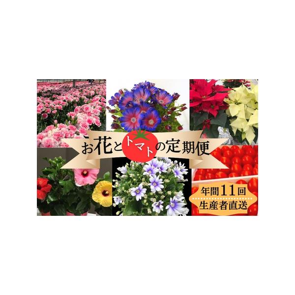 ■ 容量　お花とトマトの定期便（年間11回）　1月：じょんならんトマト　約1.6kg　2月：サイネリア　ティアシリーズ　3鉢（5号）・かご入り　3月：じょんならんトマト　約1.6kg　※気温により冷蔵便　4月：カーネーション　赤・ピンク・他...