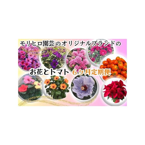 ■ 容量　1月　サイネリア　ティアシリーズ　4鉢（5号）・かご入、じょんならんトマト 約1.6kg（以下トマトと表示）　2月　サイネリア「天使のエール」2鉢（5号）・かご入、富貴桜「なごり雪」2鉢（5号）・かご入、トマト 約1.6kg　3月...