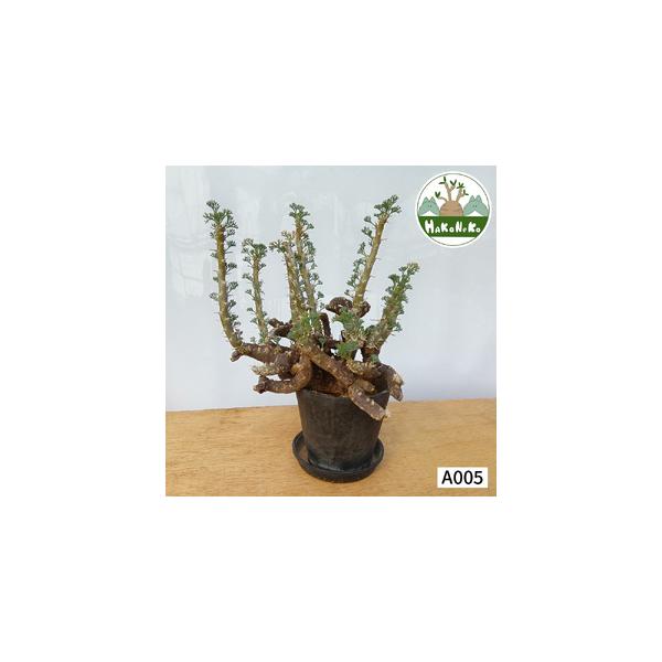 ■ 容量　■名称：サルコカウロン・ムルチフィズム (発根管理済)　　■内容量：1鉢　　■サイズ　- 樹の高さ：約30cm　- 樹形幅：約20cm　- 鉢 (直径)：約12cm　　※サイズはおおよその大きさです。　※幹幅は測る位置で前後します...