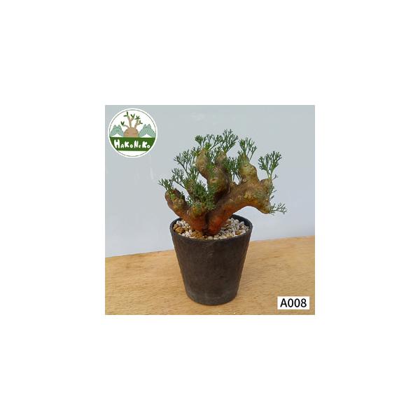 ■ 容量　■名称：サルコカウロン・ムルチフィズム (発根管理済)　　■内容量：1鉢　　■サイズ　- 樹の高さ：約18cm　- 樹形幅：約11cm　- 鉢 (直径)：約10cm　　※サイズはおおよその大きさです。　※幹幅は測る位置で前後します...