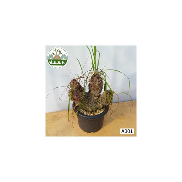 ■ 容量　■名称：キセロフィタ トリコフィラ (発根管理済)　　■内容量：1鉢　　■サイズ　- 樹の高さ：約32cm　- 樹形幅：約20cm　- 鉢 (直径)：約18cm　　※サイズはおおよその大きさです。　※幹幅は測る位置で前後します。　...