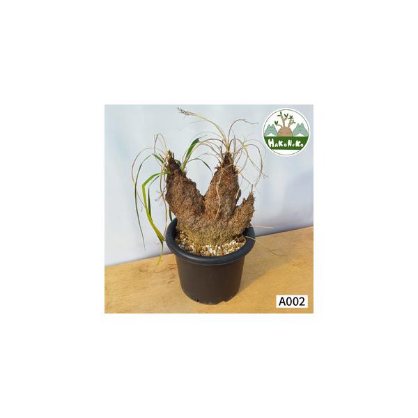 ■ 容量　■名称：キセロフィタ トリコフィラ (発根管理済)　　■内容量：1鉢　　■サイズ　- 樹の高さ：約32cm　- 樹形幅：約18cm　- 鉢 (直径)：約18cm　　※サイズはおおよその大きさです。　※幹幅は測る位置で前後します。　...