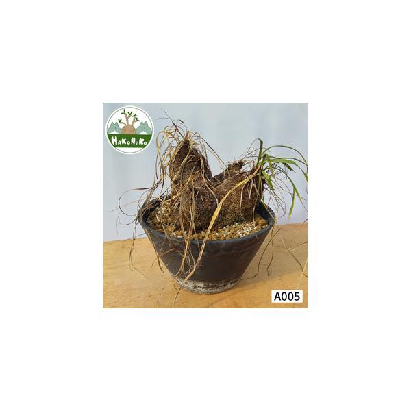 ■ 容量　■名称：キセロフィタ トリコフィラ (発根管理済)　　■内容量：1鉢　　■サイズ　- 樹の高さ：約29cm　- 樹形幅：約15cm　- 鉢 (直径)：約27cm　　※サイズはおおよその大きさです。　※幹幅は測る位置で前後します。　...