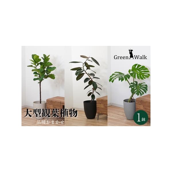 ■ 容量　観葉植物 1鉢セット（鉢色：グレー）　器サイズ：W28×H35cm　材質：プラスチック■ 配送について　ご入金確認から2週間〜2ヶ月程度　※以下の期間、地域は発送不可となりますのでご了承ください。発送可となった時点で速やかにお送り...