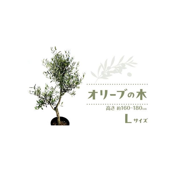 ■ 容量　オリーブの木　Lサイズ1本　鉢の下からの高さ　約160cm〜180cm　木の横幅　約70〜100cm　幹の太さ　約5〜6cm　樹齢　6〜8年生■ 配送について　寄付入金後、1週間以内に発送いたします。　タイプ：【常温】