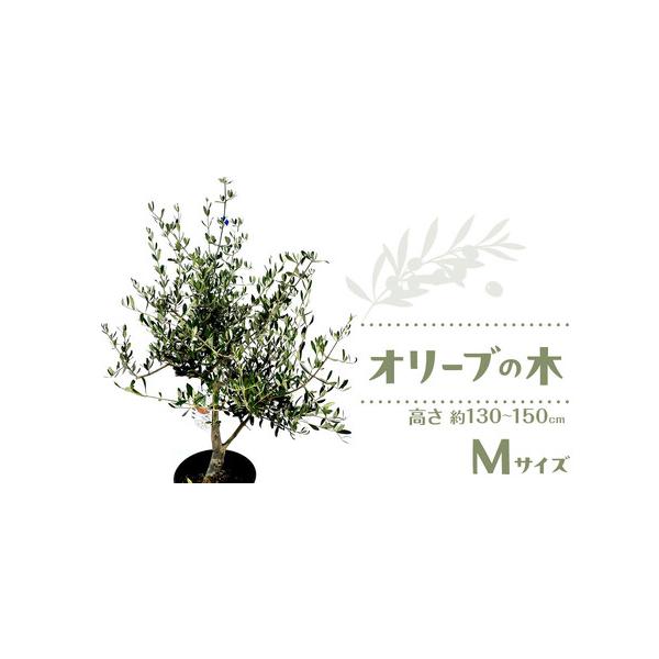 ■ 容量　オリーブの木　Mサイズ1本　鉢の下からの高さ　約130cm〜150cm　木の横幅　約50〜80cm　幹の太さ　約3〜4cm　樹齢　4〜6年生■ 配送について　寄付入金後、1週間以内に発送いたします。　タイプ：【常温】
