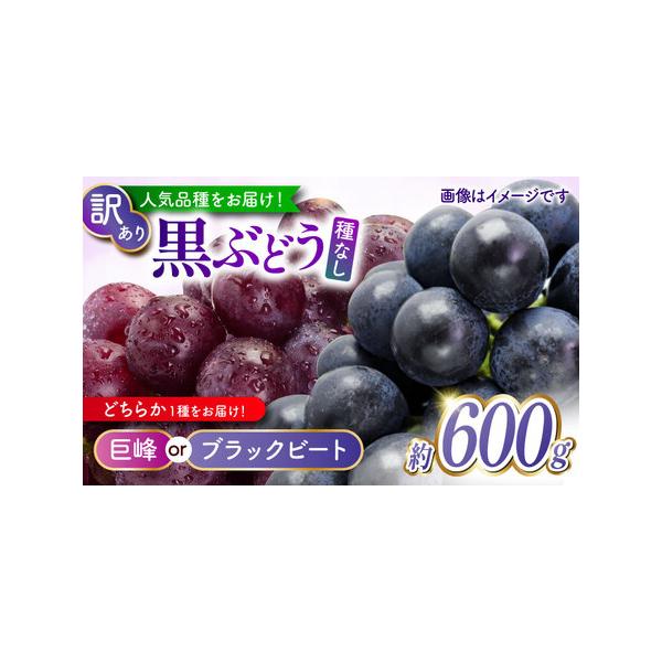 ■ 容量　訳あり 黒ぶどう（巨峰orブラックビート）約600g　※巨峰またはブラックビートはいずれかのお届けとなります。品種をお選びいただくことはできませんのでご了承ください。■ 配送について　ご入金確認後、【2026年】8月初旬〜9月中旬...