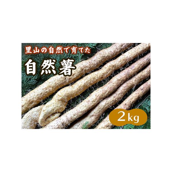 ■ 容量　■内容量：自然薯2kg　(大きさにより本数が変わります)　　■賞味期限：お早めにお召し上がりください　　■アレルギー品目：やまいも■ 配送について　入金確認後、2週間から3週間程度で発送。　　※年末年始・ゴールデンウィーク・お盆期...