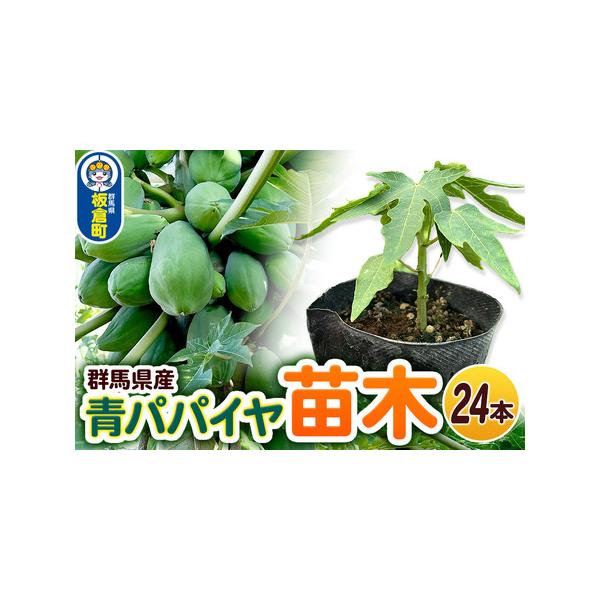 ■ 容量　■名称：青パパイヤ苗木　■内容量：24本　■育苗地：群馬県板倉町　■サイズ：3寸ポット苗で高さ15センチほど　■栽培方法：庭や畑にうえてください。虫はほとんどつきません。無農薬で育てられます。植え付け前と2か月後くらいに肥料をあげ...