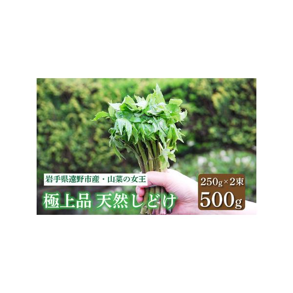 ■ 容量　天然しどけ 極上品 250g×2束 計500g　消費期限：発送から4日（要冷蔵保存）　※画像はイメージです■ 配送について　※発送の時期は、天候や収穫状況により前後することがあります。　※収穫に合わせて申込順でお送りいたします。　...