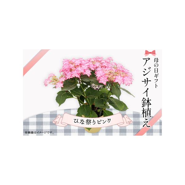 ■ 容量　5号鉢（直径15cm）6輪程度　1鉢　品種：ひな祭りピンク　　※個体ごとに生育状況が異なるため、写真と同じものを提供することはできません。　※鉢が写真と異なる場合があります。■ 配送について　5月上旬より順次発送　※お申込み時に「...