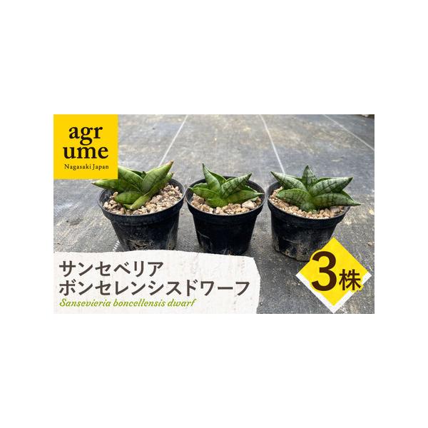 ■ 容量　お届け個数：3株　　サイズ：2.5寸（7.5cm）ポットに植えています。　　※記載より大きな鉢に植えている場合もありますが当商品に変わりはありません。　※現物が届くわけではありません。　※撮影した日より成長している場合があります。...