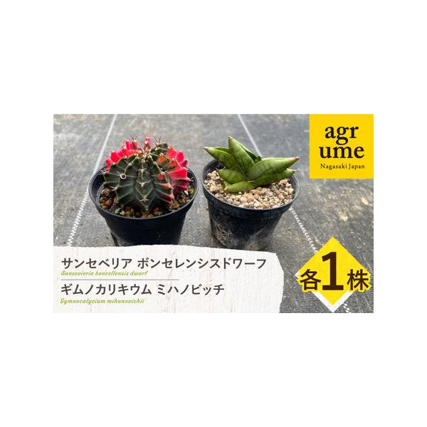 ■ 容量　お届け個数：２株　・ギムノカリキウム ミハノビッチ　株の径：約４cm〜６cm前後　　・サンセベリア ボンセレンシスドワーフ　サイズ：2.5寸（7.5cm）又は3号ポットに植えています。　場合によっては更に大きい鉢に植えてある事もご...