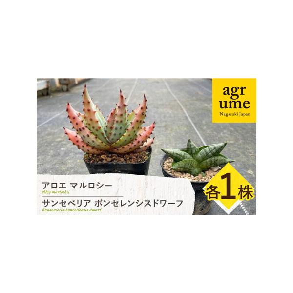 ■ 容量　お届け個数：２株　・サンセベリア ボンセレンシスドワーフ　サイズ：2.5寸（7.5cm）のビニールポットに植えています。　・アロエ マルロシー　サイズ：2寸（6cm）のビニールポットに植えています。　　※記載より大きいサイズの鉢で...