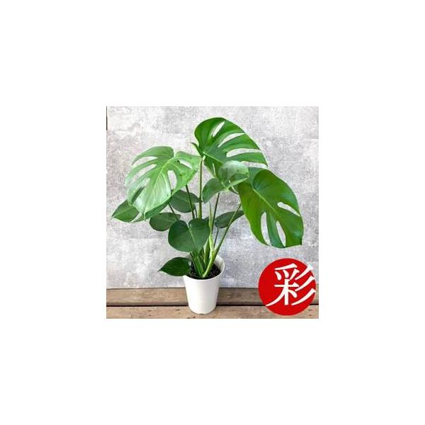 ■ 容量　※上記に記載■ 配送について　お申込みから2〜3週間程度で順次発送※「備考欄」にメッセージ等を記入いただいても、対応できかねますのでご注意ください。※お礼品の配送日時の指定はできませんのでご了承ください。　タイプ：【常温】