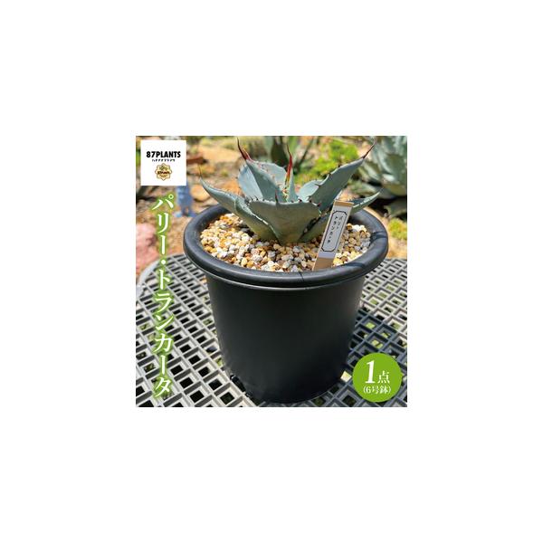 ■ 容量　鹿嶋市産アガベ　パリー・トランカータ実生苗6号鉢　■ 配送について　ご入金確認後、10日以内に発送いたします。　　タイプ：【常温】