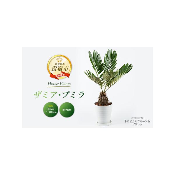 ■ 容量　ザミア・プミラ：1点　高さ(鉢底より)：80cm〜100cm　生育地：鹿児島県指宿市　【鉢サイズ】　高さ：26cm　鉢上部の直径：23.5cm　プラスチック鉢/受け皿付■ 配送について　■発送期間：2026年5月中旬以降順次発送い...