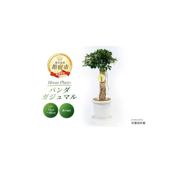 ■ 容量　パンダガジュマル：1点　高さ(鉢底から)：75cm〜85cm　生育地：鹿児島県指宿市　※植物の高さは目安です。より良い状態のお品をお届けしたいため、多少サイズが前後する場合がございます。予めご了承ください。　　【鉢サイズ】　鉢の高...