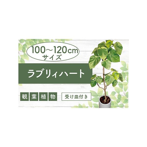 ■ 容量　ラブリィハート:1点　高さ(鉢底より)：100cm〜120cm　生育地：鹿児島県指宿市　【鉢サイズ】　高さ：37.5cm　鉢上部の直径：19.5cm　陶器鉢/受け皿付■ 配送について　■発送期間：2026年9月上旬以降順次発送いた...
