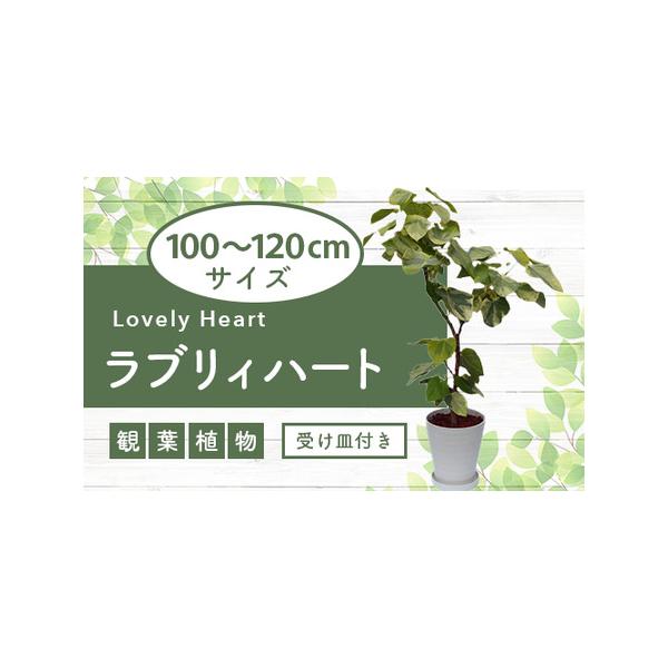 ■ 容量　ラブリィハート：1点　高さ(鉢底より)：100cm〜120cm　生育地：鹿児島県指宿市　【鉢サイズ】　高さ：26cm　鉢上部の直径：23.5cm　プラスチック鉢/受け皿付■ 配送について　■発送期間：2026年9月上旬以降順次発送...