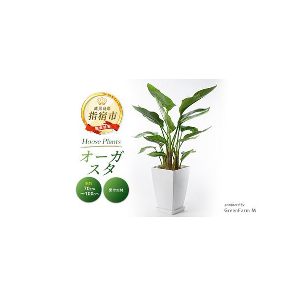 ■ 容量　オーガスタ：1点　高さ(鉢底から)：70cm〜100cm　生育地:鹿児島県指宿市　　【鉢サイズ】　高さ：29cm　鉢上部の直径：18.5cm　プラスチック丸鉢(受け皿付き)■ 配送について　■受付期間：通年申込を受け付けております...