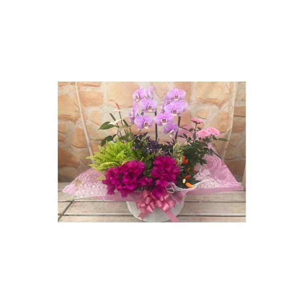 ■ 容量　ミディコチョウラン中心の寄せ鉢ギフト　直径：約30cm　高さ：約35cm　■ 配送について　ご入金確認後2週間?2か月ほどで発送　※花の生育状況により発送が前後することがございます。あらかじめご了承ください。　タイプ：【常温】