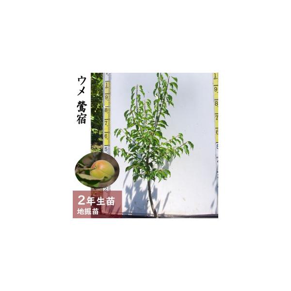 ■ 容量　ウメ(実梅)鶯宿(おうしゅく)[地掘苗 2024年] 1苗■ 配送について　2025年11月中旬〜2026年4月下旬頃
