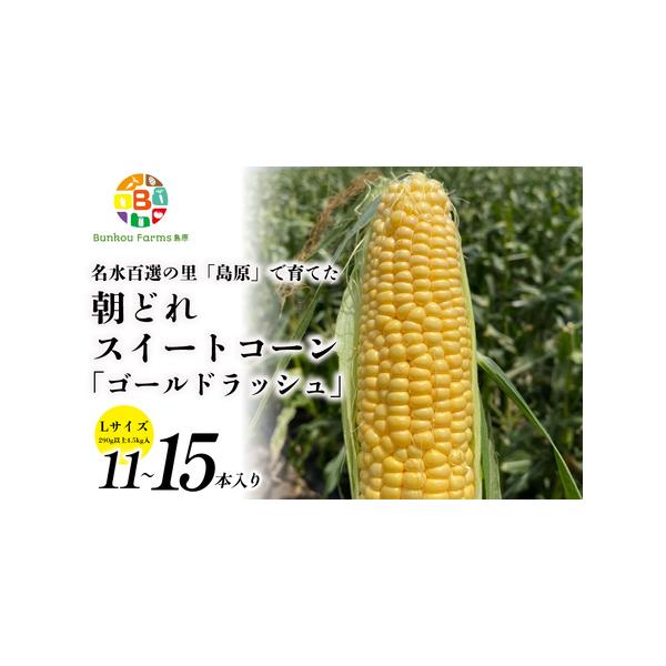 ■ 容量　■内容量　11〜15本入り Lサイズ290g以上4.5kg入　※重量は出荷規格（絹毛、外葉、切り口も残した状態）に則り測定しています。　※収穫直後は水分を多く含んでいますが、時間の経過とともに水分が蒸発し受け取り時には10%ほど重...