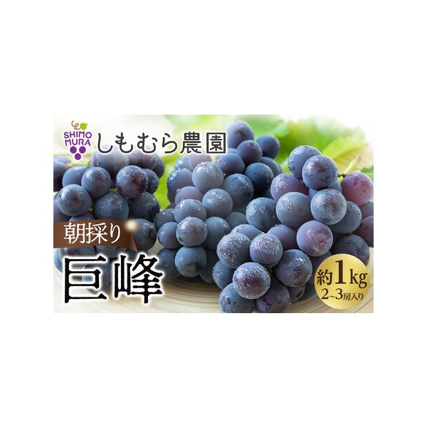 ■ 容量　約1キロ（2〜3房入り）■ 配送について　※配送日時の指定はできません。2026年7月下旬〜8月上旬に準備が整い次第、順次発送いたします。発送可能時期が決まりましたら、メール・電話等でご連絡しますのでよろしくお願いします。　※ご連...