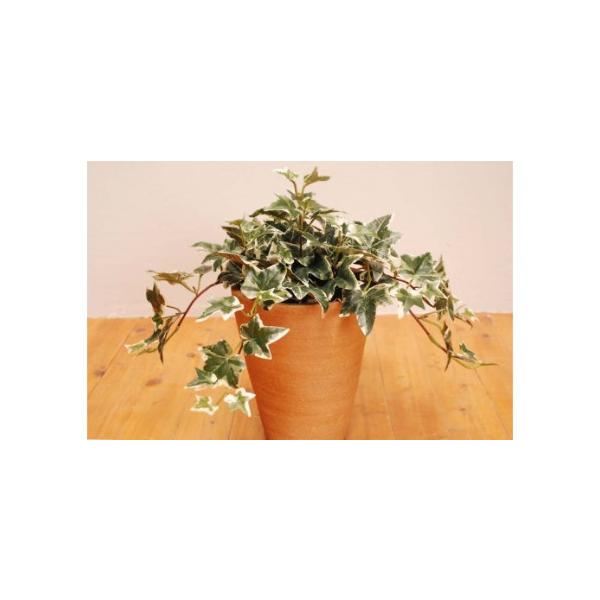 ■ 容量　アイビー（造花）　　H40ｃｍ　W60ｃｍ　タイプ：【常温】