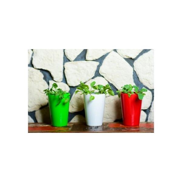 ■ 容量　・二十日大根の種（紅白・白長・赤丸）各1袋　　原産地 イタリア・デンマーク・アメリカ　・プラスチック植木鉢＜受皿付き＞白・赤・緑　各1個　　製造地 愛知県西尾市　・培養土（大1袋・小3袋） 製造地 　愛知県西尾市　・ビニールポット...