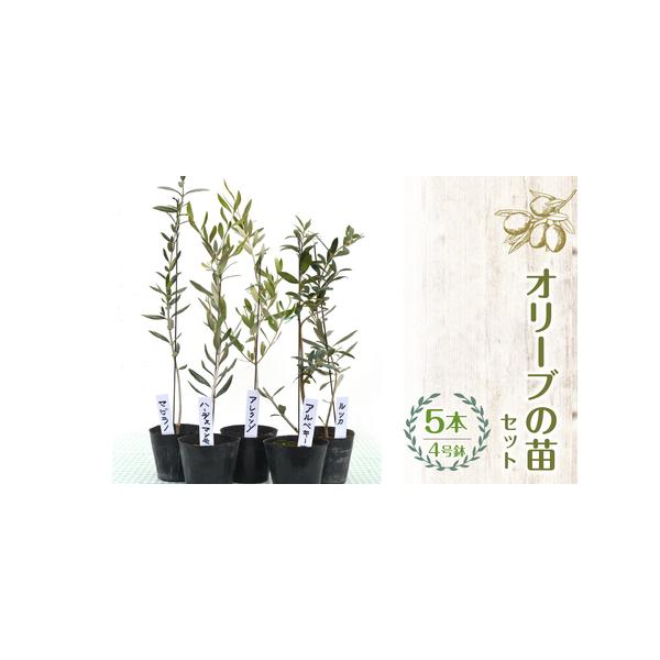 ■ 容量　オリーブの苗 4号鉢（12cm） 5本■ 配送について　入金確認後準備でき次第発送　タイプ：【常温】