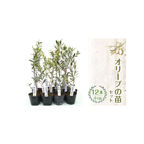 ■ 容量　オリーブの苗 4号鉢（12cm） 12本■ 配送について　入金確認後準備でき次第発送　タイプ：【常温】