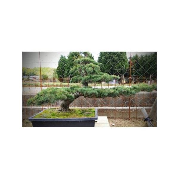 ■ 容量　寄せ植え×１■ 配送について　配達エリア：近畿圏内。池田市から片道６０Ｋｍ以内　タイプ：【常温】