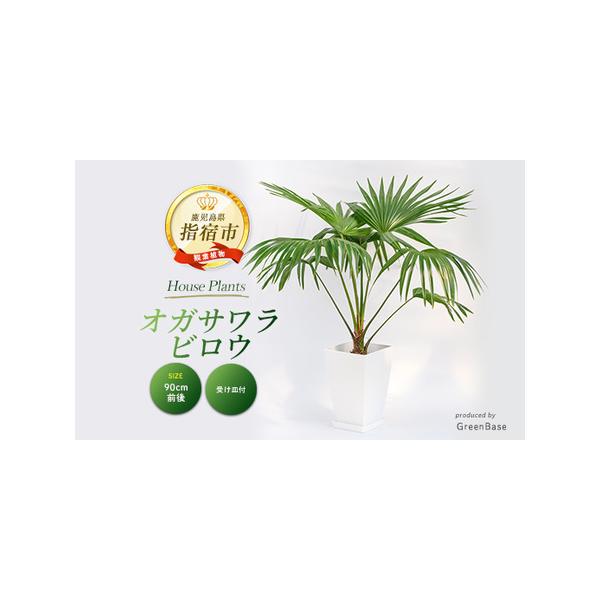 ■ 容量　オガサワラビロウ8号ホワイト鉢(受皿付)：1点　高さ：90cm前後(鉢底からの高さ)　生育地：鹿児島県指宿市■ 配送について　2026年1月中旬頃から発送開始予定です。　※お届け先の気温や天候に応じて順次発送予定です。　※輸送中の...